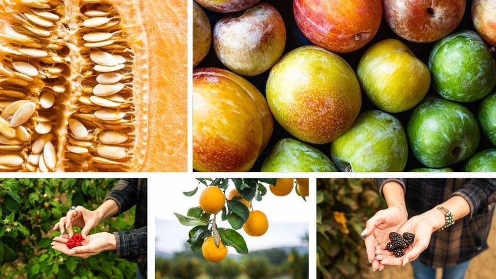 The Best Fruit-Filled Orange County Attractions - Experience California ...